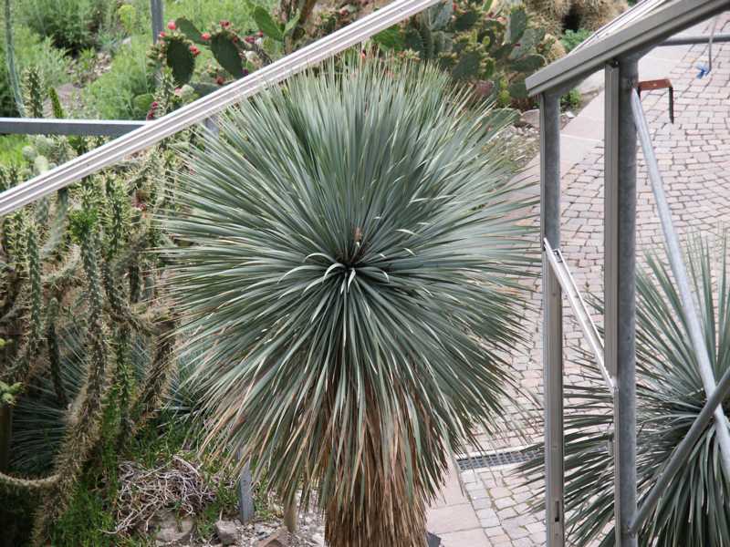 Winterharte Exoten Dschungel Terrasse Balkon