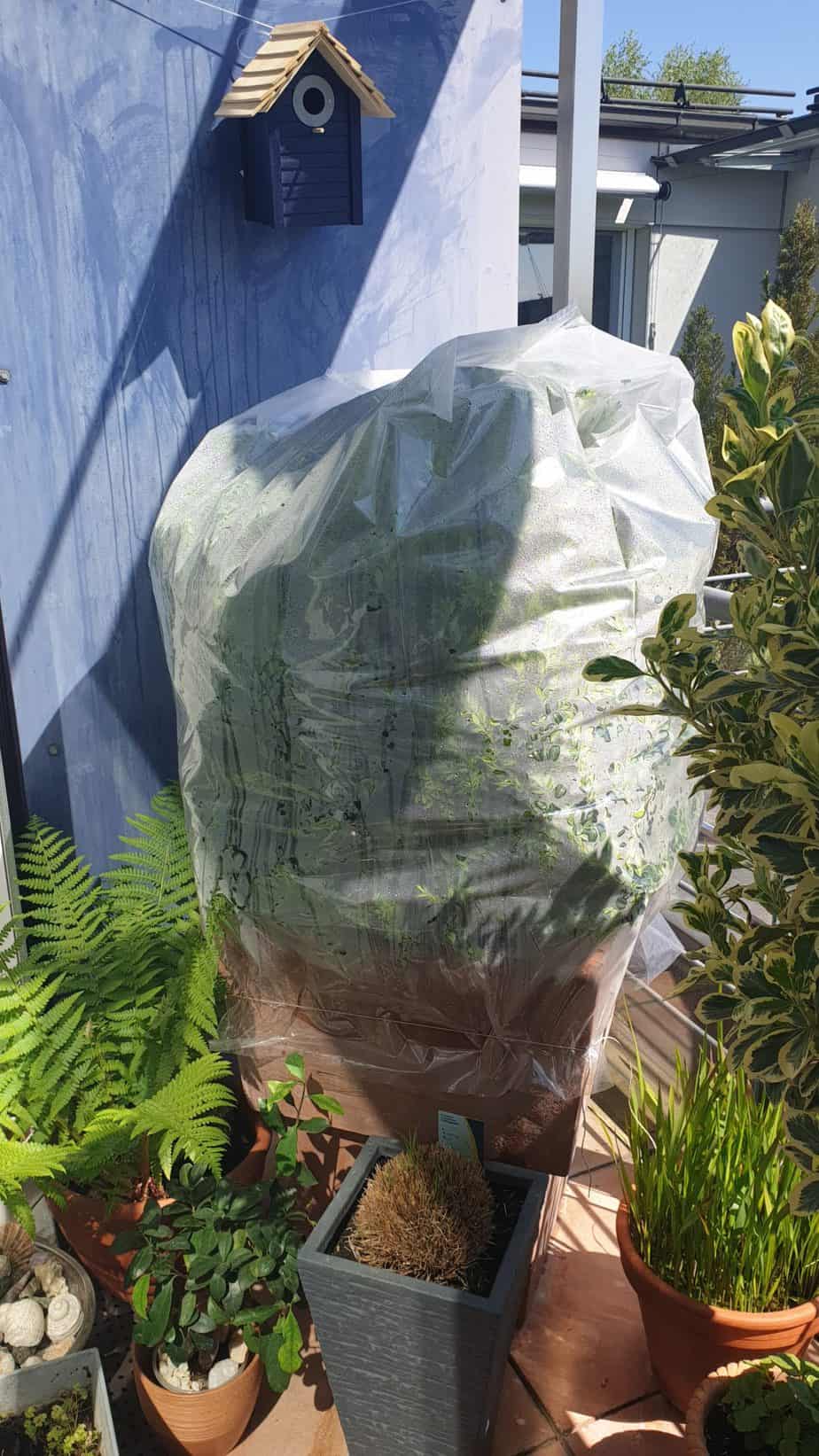 🐛 Buchsbaumzünsler Zünsler 🐛 Cydalima perspectalis